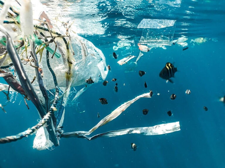Ocean plastic pollution threatens marine extinction says new study