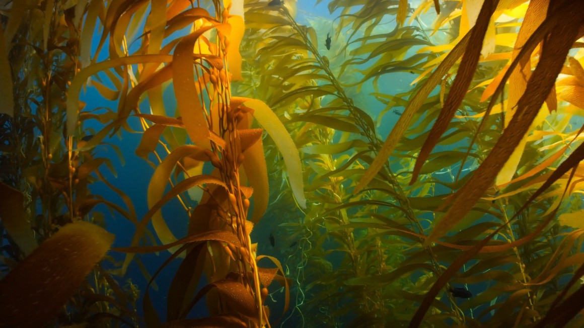 Marine ecosystems : Did you know seaweed plays a crucial role