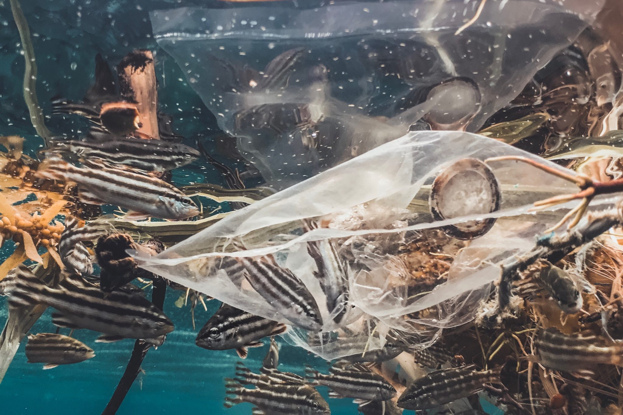 Marine bacteria bite into plastic pollution - RanMarine