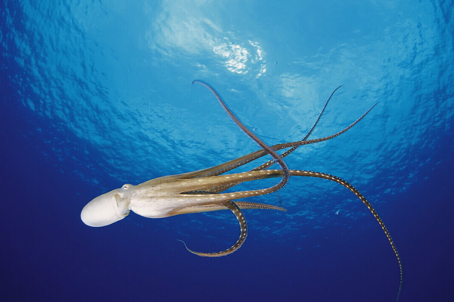 🐙 What the Octopus Can Teach Us About Smarter Ocean Clean-up - RanMarine